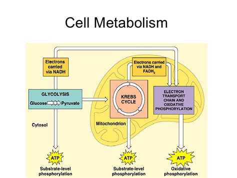 Cell Metabolism