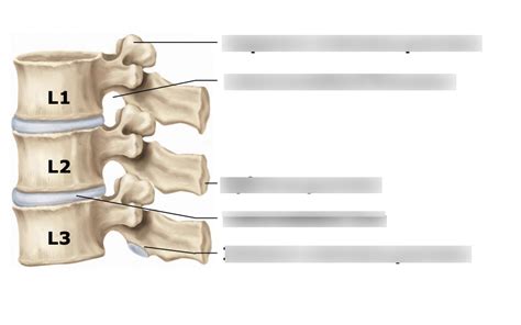 Lab 4 General Features Of All Types Of Vertebrae Pt 2 Diagram Quizlet