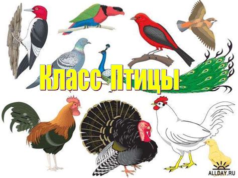 Птицы Внешнее строение птиц презентация онлайн