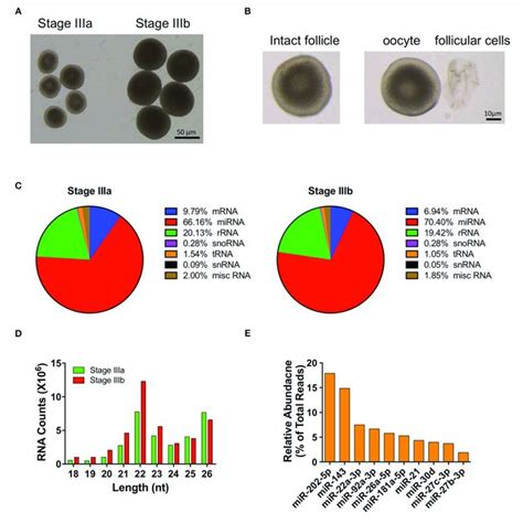 overview of small rna seq data in follicular cells isolated from