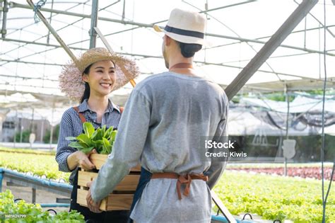 아시아 부부 농부들은 야채 수경 재배 농장에서 행복과 함께 일합니다 녹색 참나무와 양상추를 수확하는 매력적인 농업 학자 청년