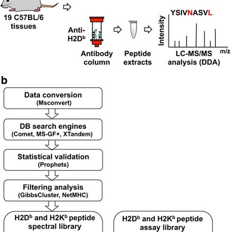 schematic overview of the experimental and computational workflow used