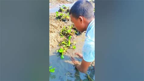 বিলে মধ্যে কচুর নিচে হাত দিয়ে মাছ ধরছে Fishing Villagefishinglife