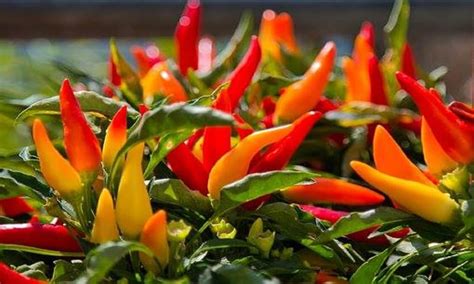 Pupuk Untuk Mempercepat Pertumbuhan Cabe Pupuk Organik