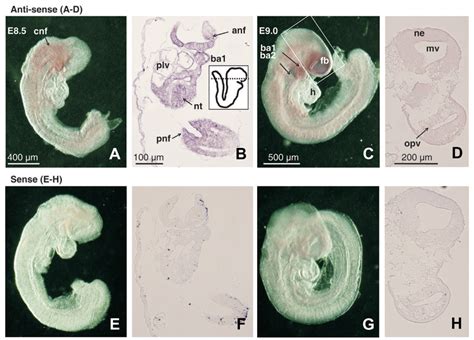 Distribution Of Creb Binding Protein Cbp Transcripts In E8 5 And E9 0