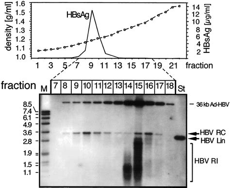 Physical Separation Of Enveloped Particles By Density Gradient