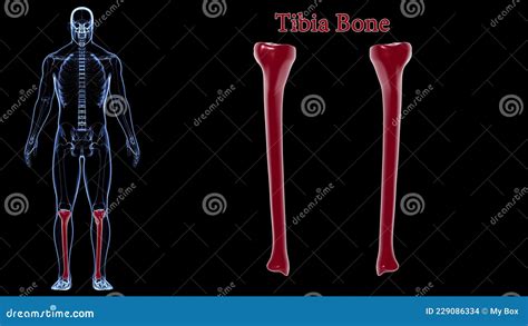 Human Skeleton Anatomy Tibia Bone D Rendering Stock Illustration Illustration Of Lumbar