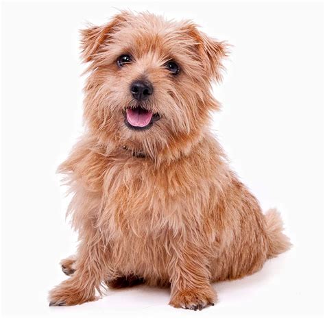 Norfolk Terrier Dog Breed Information Atelier Yuwaciaojp