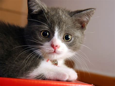 Beautifull Cat Cats Wallpaper Fanpop
