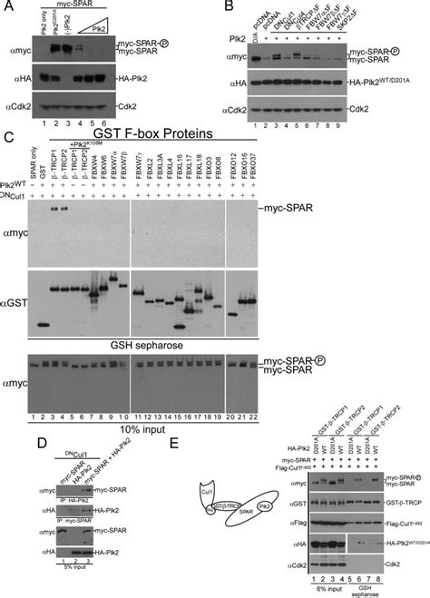 Spar Physically Associates With The Scf Trcp Complex A Download Scientific Diagram