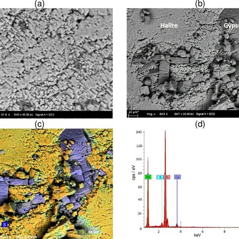 A B Scanning Electron Microscopy Micrographs And C D The Chemical