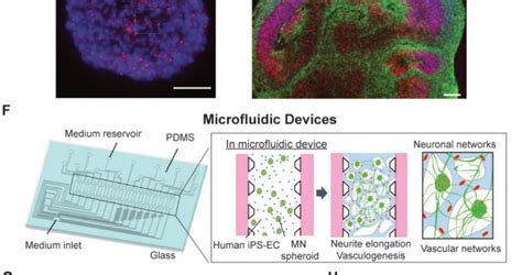 微流控技术前沿：中枢神经系统类器官器官芯片模型 微流控 Fluidiclab流体实验室值得信赖的微流控合作伙伴
