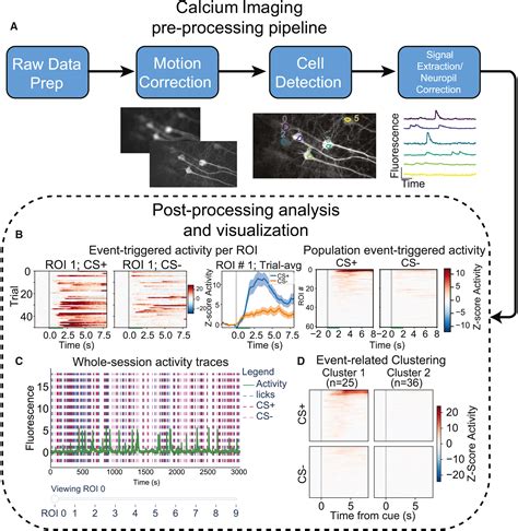 Deep Brain Optical Recording Of Neural Dynamics During Behavior Neuron