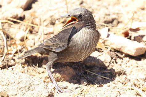 Spotless Starling Sturnus Unicolor