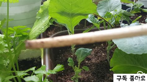 베란다 텃밭만들기 41편 베란다텃밭 달인 자연인 도시농부 해피마마 유기농상추 무한리필 초보유튜버 콘텐츠 텃밭가꾸기