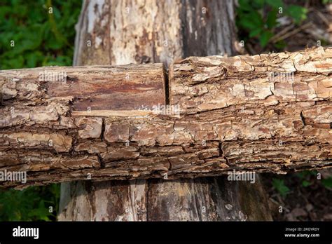 Pine Wood Of Coniferous Trees During Logging Logging And Cutting Of