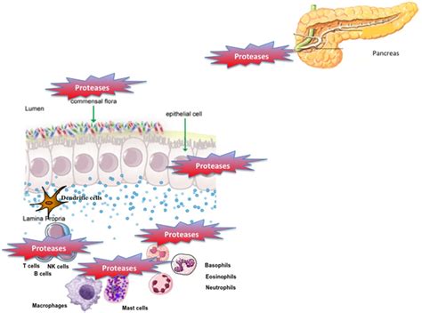 Source Of Proteases In The Gi Tract Download Scientific Diagram