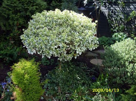 Euonymus Silver Queen Dwarf Standard Grows On You