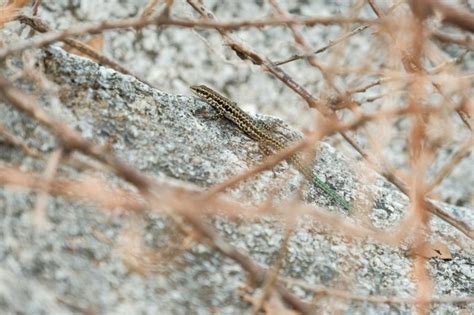 Dunder Methods The Hidden Gems Of Python Towards Data Science