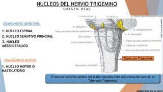 Nervio Trigemino Pptx