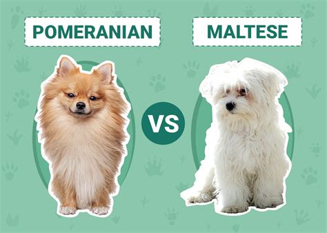 Pomeranian Vs Maltese Key Differences Explained With Pictures Dogster