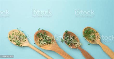 파란색 배경에 나무 숟가락에 치아 아루굴라와 겨자의 녹색 새싹 상단 보기 0명에 대한 스톡 사진 및 기타 이미지 0명 겨자