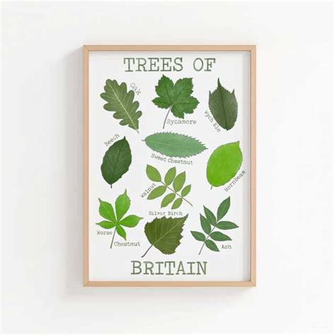Trees Of Britain Art Print British Tree ID Poster Woodland Wall Art Botanical Forest Decor