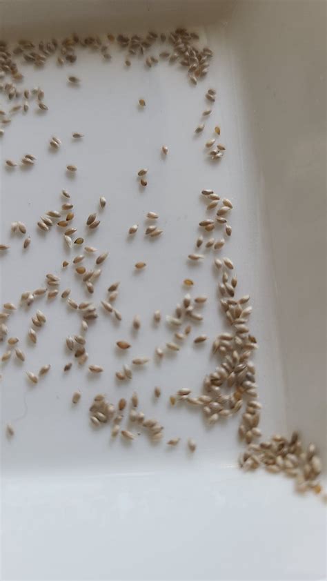 Timothy Grass Seeds