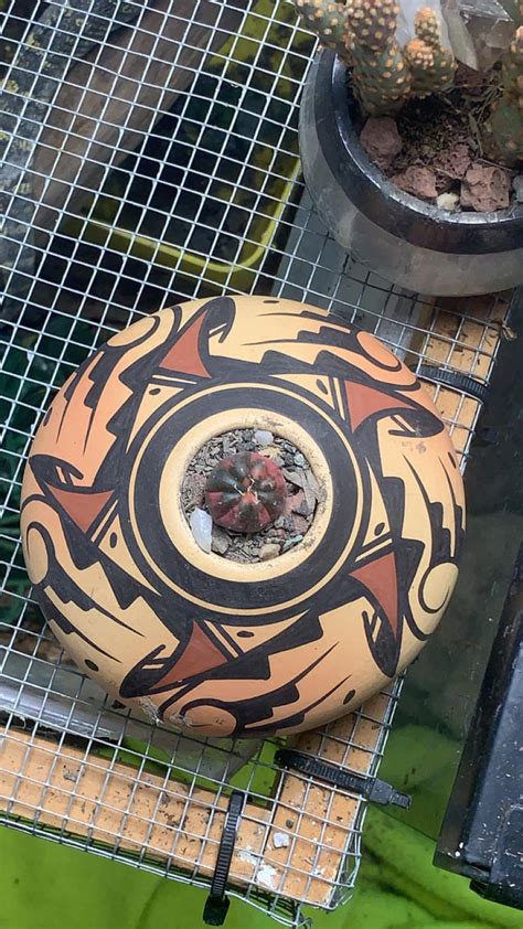 Just Planted My My First Astarius Hopefully The Roots Take Rcactus