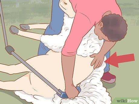 How To Shear A Sheep Tips And Tricks For First Timers