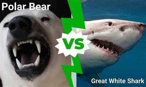 Polar Bear Vs Great White Shark Which Predator Would Win In A Fight