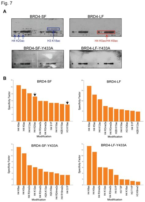 A Modified Histone Peptide Array Of Whole Cell Lysate From Hek293 Download Scientific Diagram