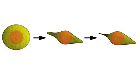 Geodesic Convolutional Shape Optimization Optimize Complex Shapes Fast Neural Concept