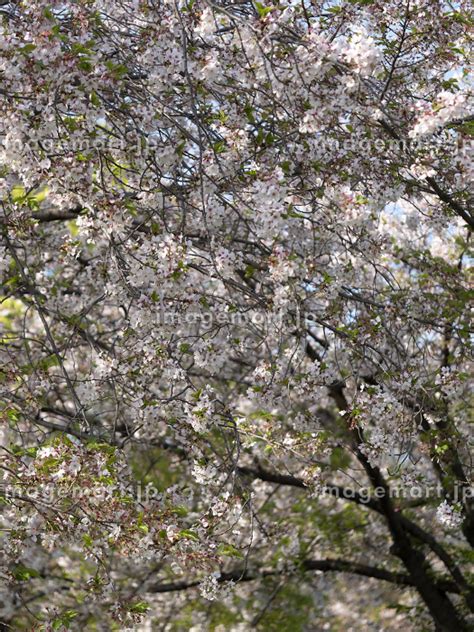 散り始めた公園の桜の写真素材 250384674 イメージマート