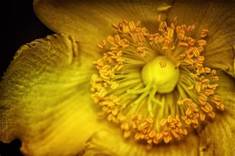 Más De 200 000 Imágenes Gratis De Vulvas Hermosas Y Hermosas Flores