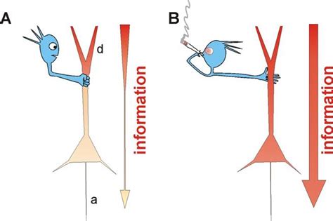 slow self inhibition in neocortical interneurons