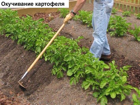 Корень. Значение корня. Виды корней. Корневые системы. Микроскопическое ...
