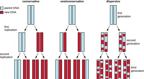 13 2 Dna Replication Biology Libretexts