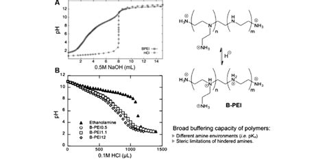 Buffering Capacity Of Branched Poly Ethylene Imine B Pei A