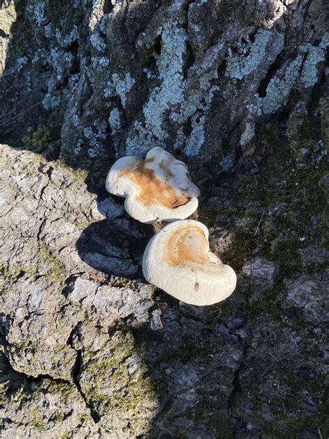 Ganoderma R Mycology