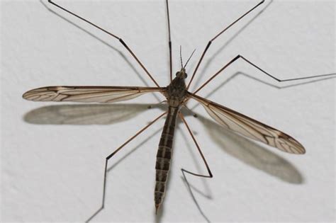 Tipula Lateralis · Inaturalist Canada