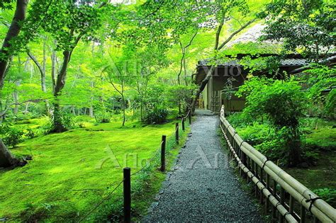 夏の祇王寺の苔庭 京都府 京都市 178914574 の写真素材 アフロ