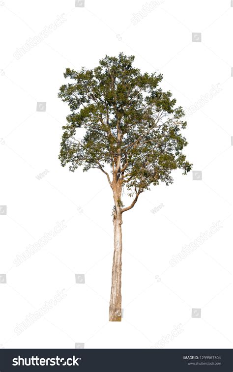 Tree Green Leaves Isolated White Background Stock Photo 1299567304 Shutterstock