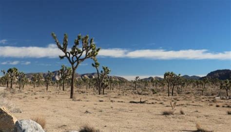 Joshua Tree Spiritual Meaning Spiritual Energy Symbol And Mythology Spiritual Galaxy Com