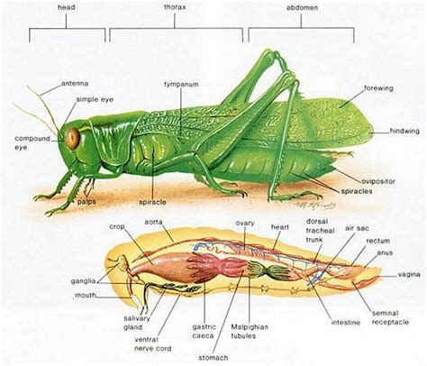 Grashoper Anatomy Exteriorinterior Grasshopper Anatomy Bugs And