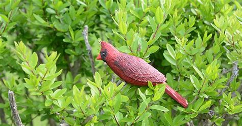I Carved A Northern Cardinal From Basswood Colored With Markers Album On Imgur