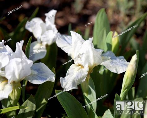 Iris Lilli White Stock Photo Picture And Rights Managed Image Pic Gwg Tjd Agefotostock