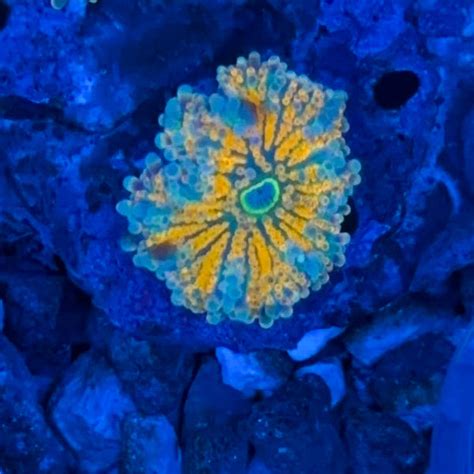 Jc Ultra Volcano Yuma Jersey Corals