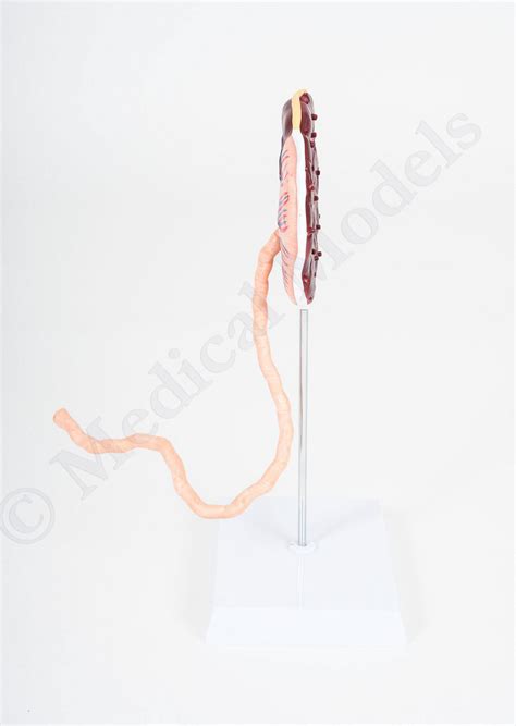 Placenta With Umbilical Cord Model Female Anatomy Store Medical