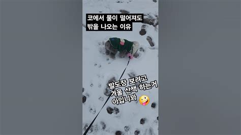 추위도 사르르 녹이는 따뜻한 봄바람 같은 코코😚 강아지산책 산책브이로그 겨울산책 발도장 강아지 발바닥 하루종일